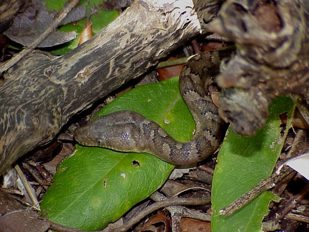 Virgin Islands Boa St. Thomas, USVI | West Indian Boas
