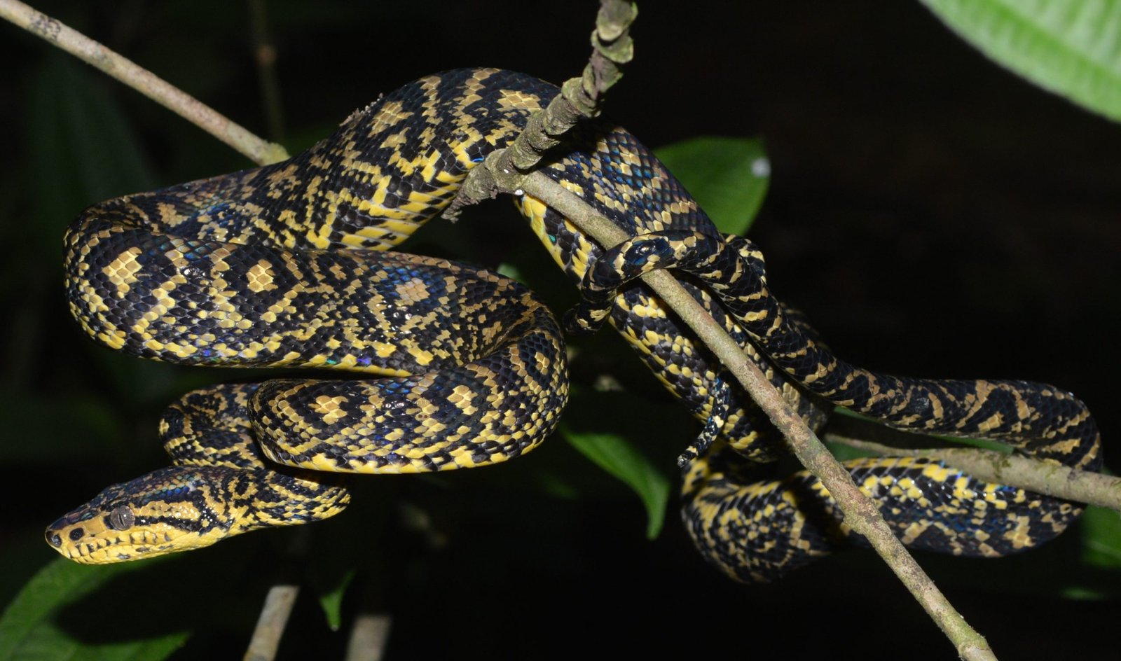 Corallus ruschenbergerii | West Indian Boas