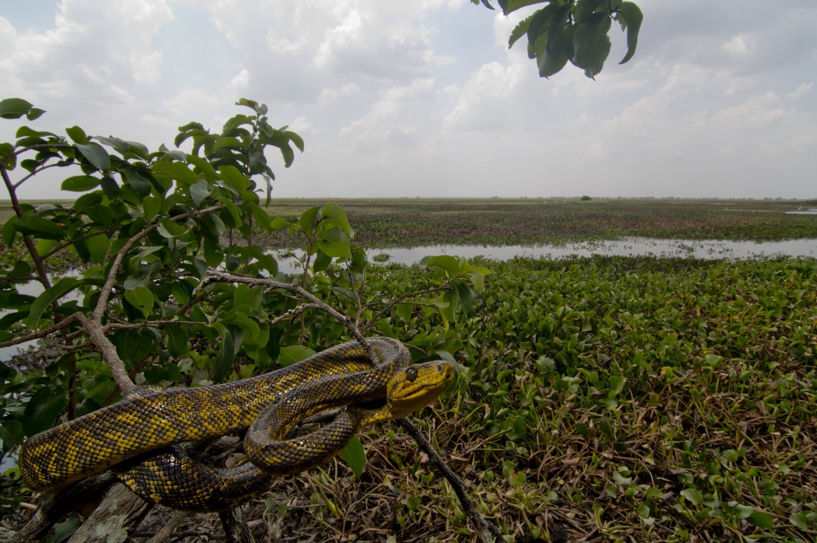 Corallus ruschenbergerii | West Indian Boas