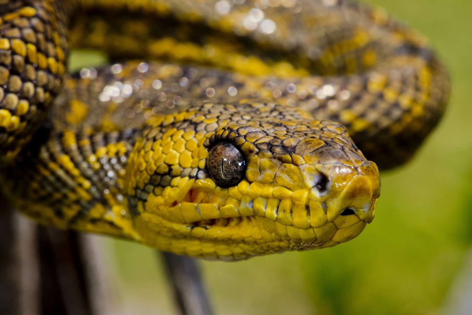 Corallus ruschenbergerii | West Indian Boas