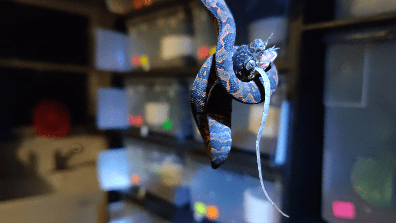 Corallus cookii | West Indian Boas