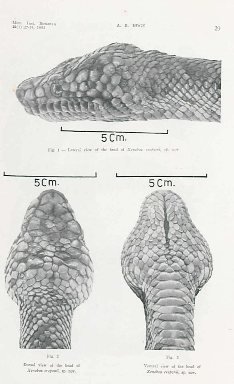 Genus Corallus | West Indian Boas