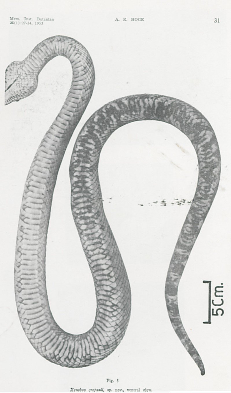 Genus Corallus | West Indian Boas