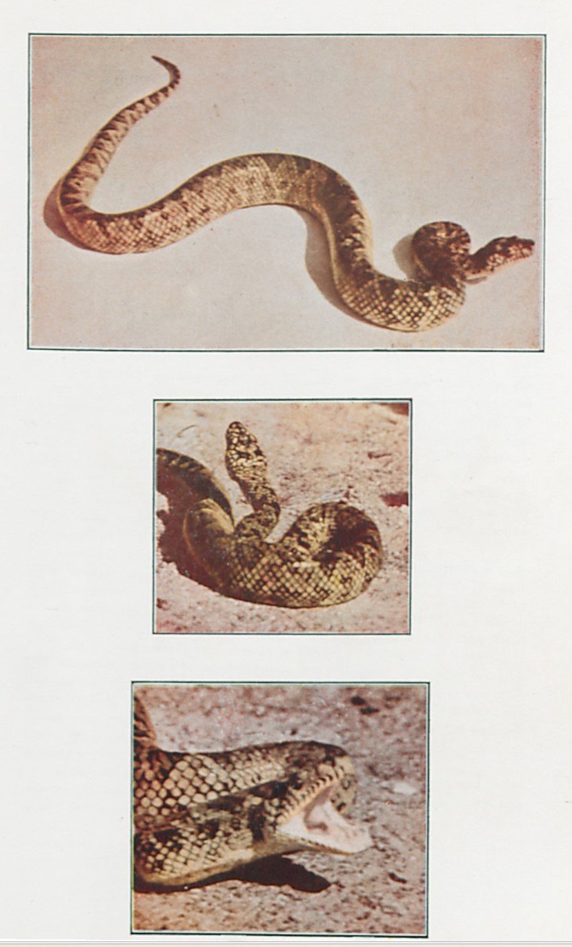 Genus Corallus | West Indian Boas