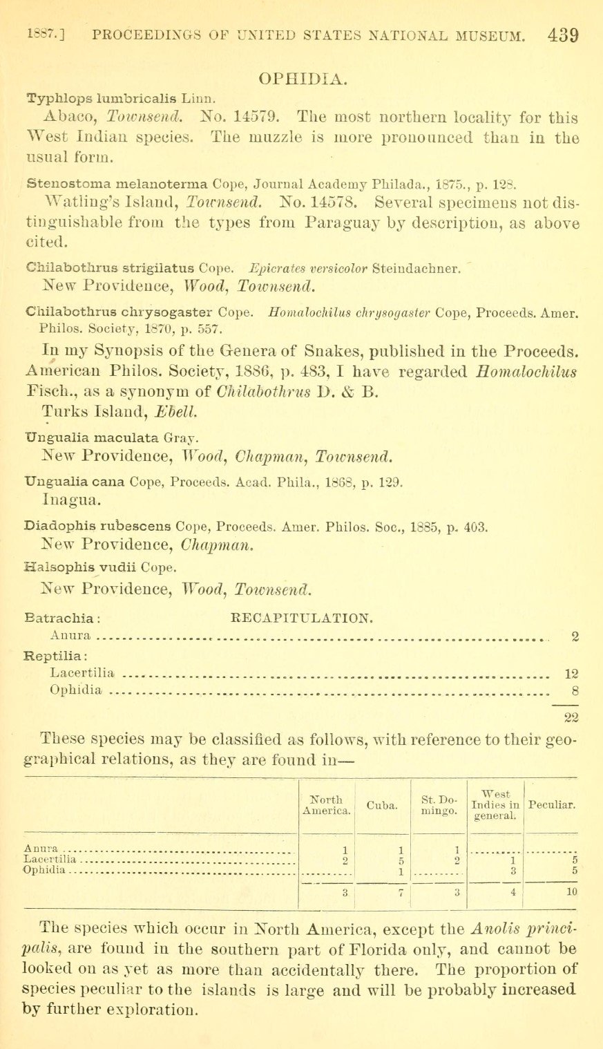 Chilabothrus chrysogaster chrysogaster | West Indian Boas