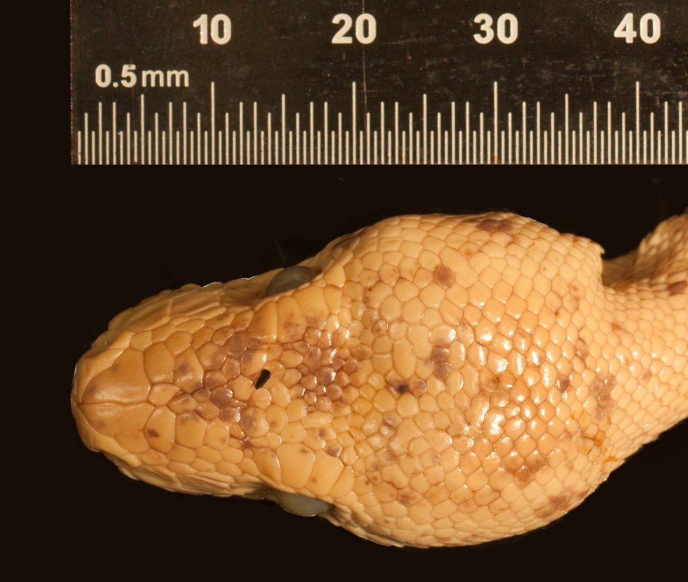 R7791_C_grenadensis_H_hd | West Indian Boas