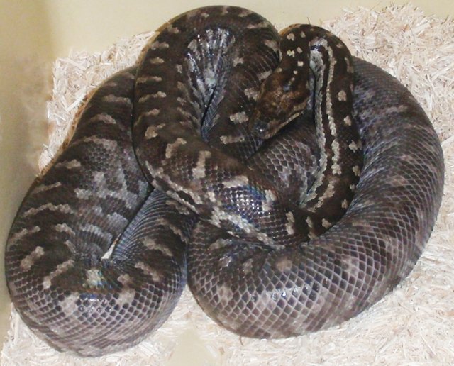 Chilabothrus strigilatus fowleri | West Indian Boas