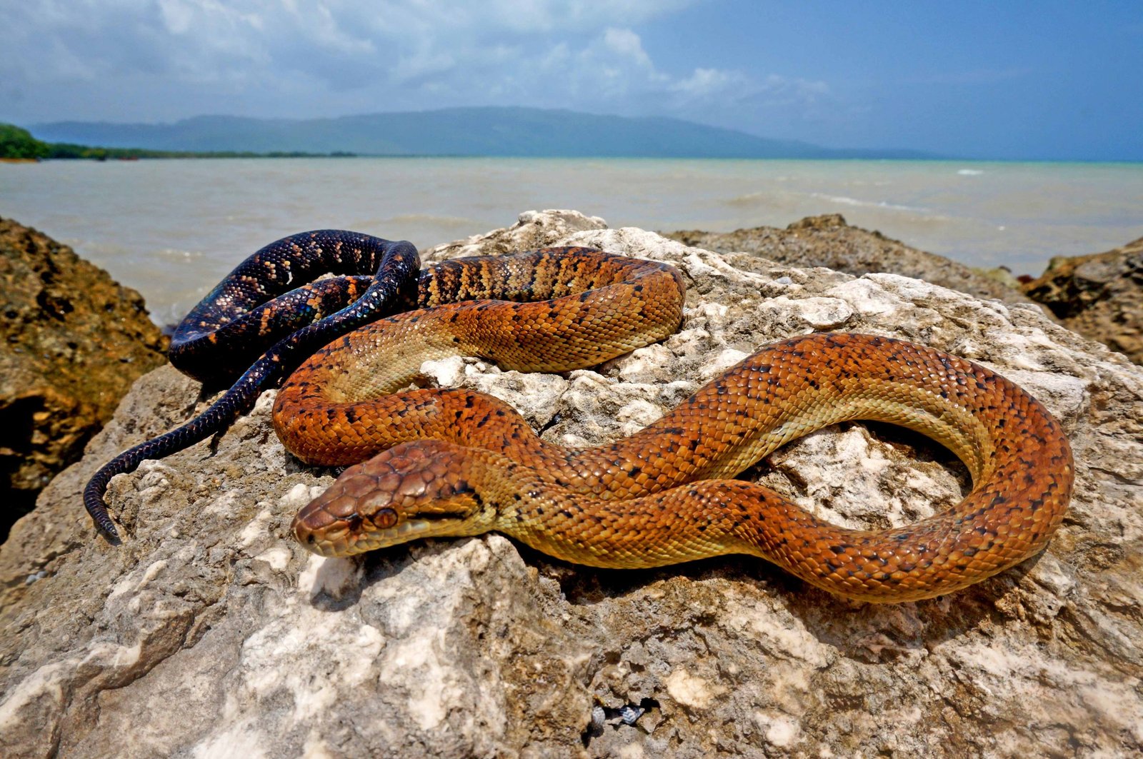 Chilabothrus_subflavus_jamaica_RickyLockett | West Indian Boas
