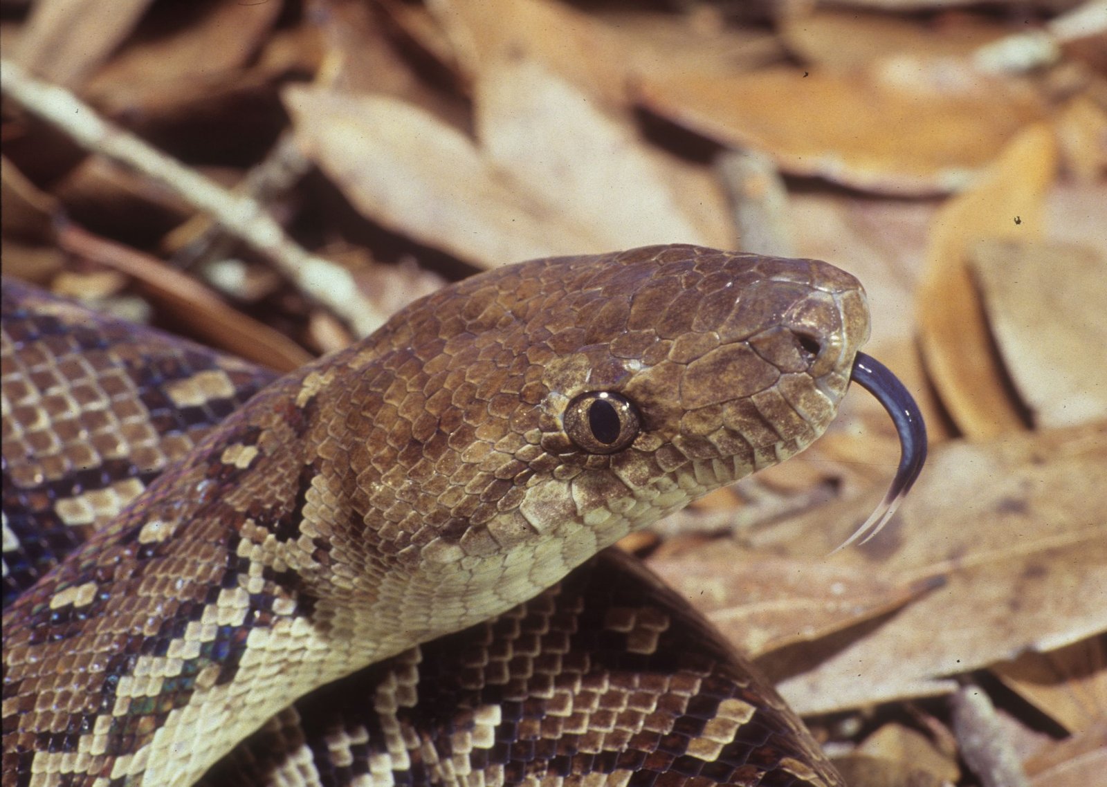Chilabothrus strigilatus ailurus | West Indian Boas