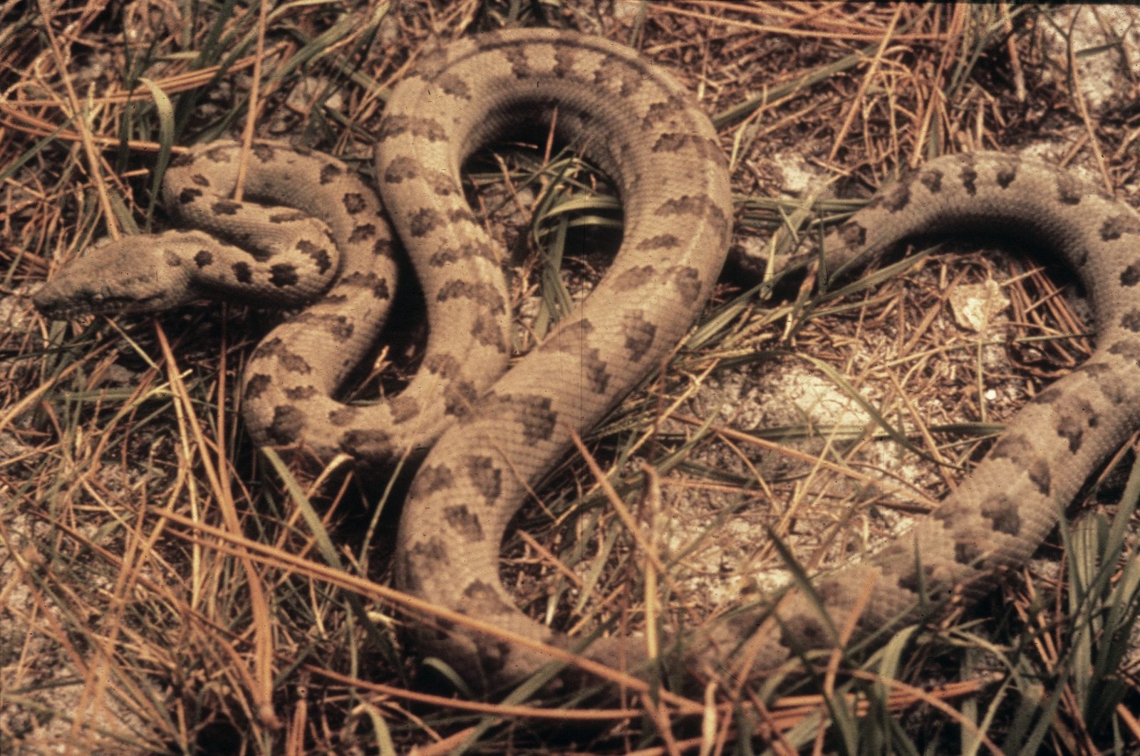 Chilabothrus chrysogaster relicquus | West Indian Boas