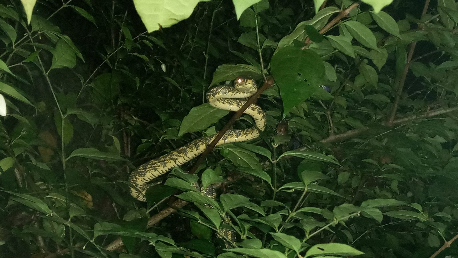 Corallus ruschenbergerii | West Indian Boas
