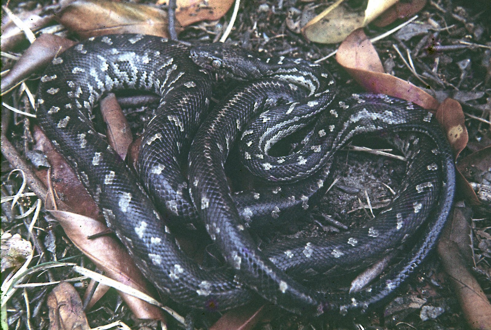 Chilabothrus strigilatus fosteri | West Indian Boas