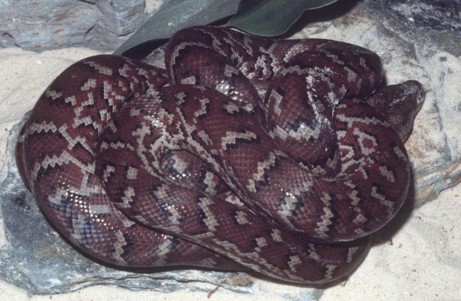 Chilabothrus striatus striatus | West Indian Boas