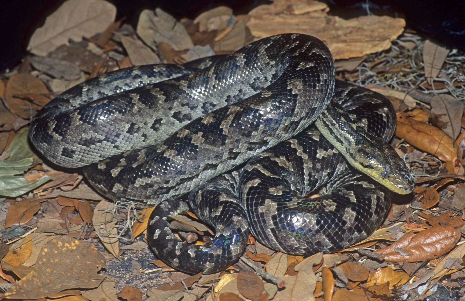 Epicrates striatus strigilatus 2 (2) | West Indian Boas
