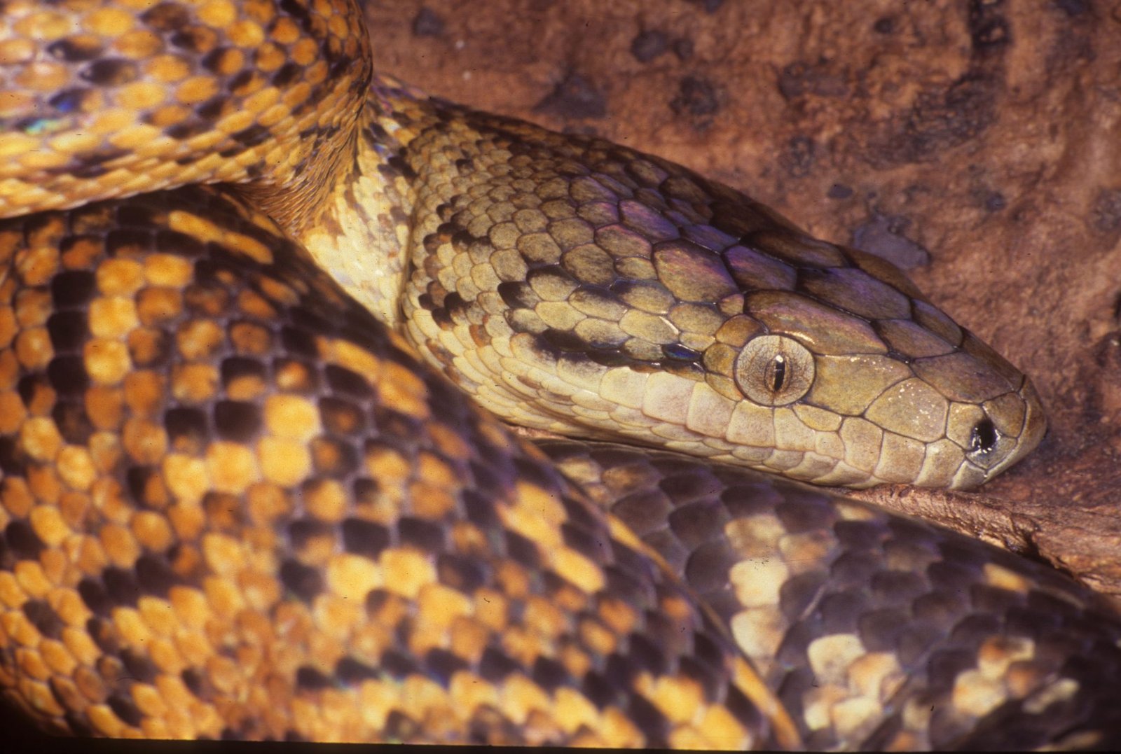 Chilabothrus subflavus | West Indian Boas