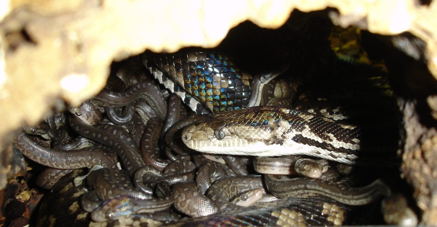 Chilabothrus neonate season continues with Bahamas Boas | West Indian Boas