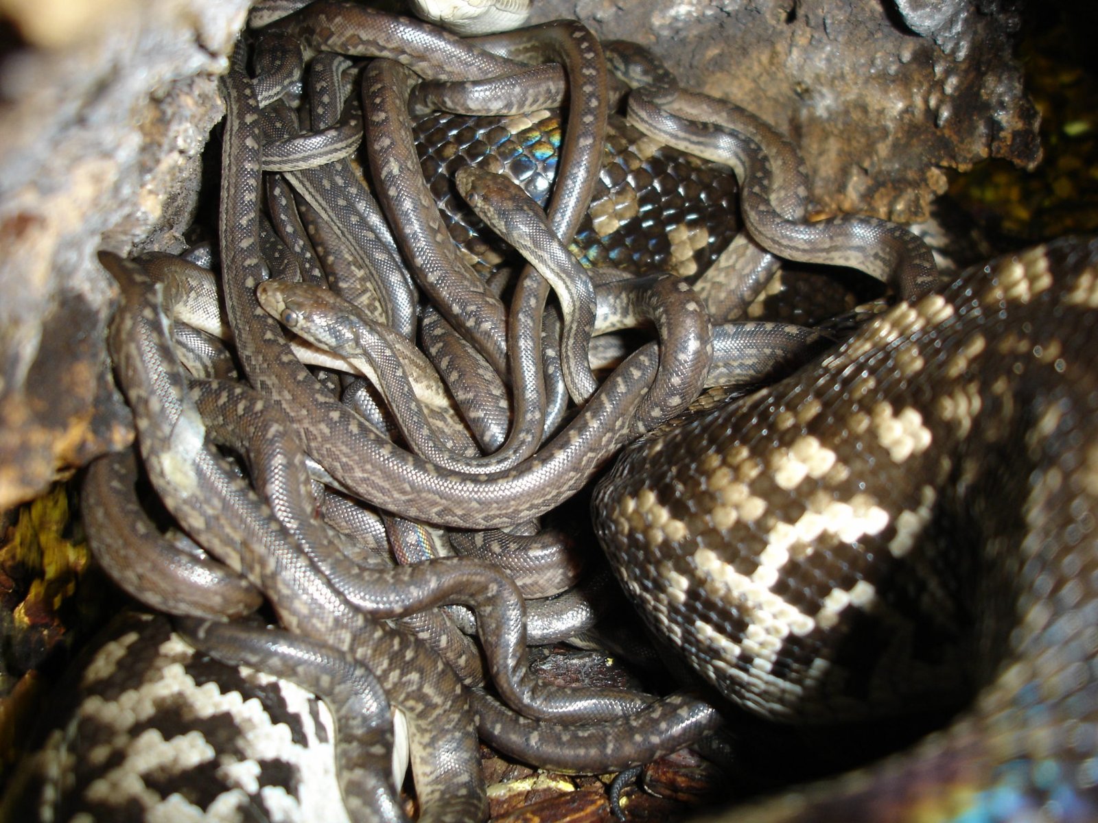 Bahama Boa | West Indian Boas