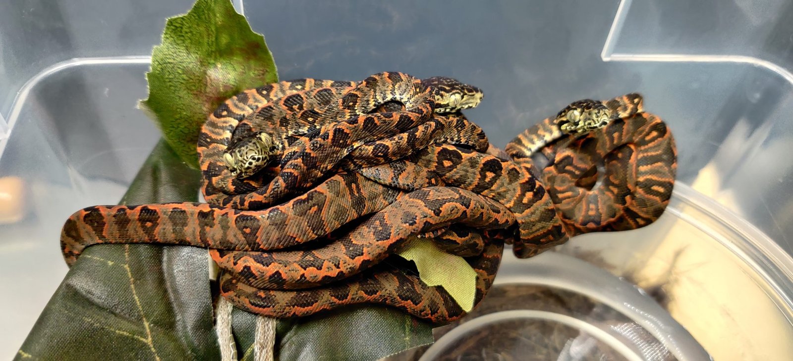 Corallus_cookii_litter_11032021 | West Indian Boas
