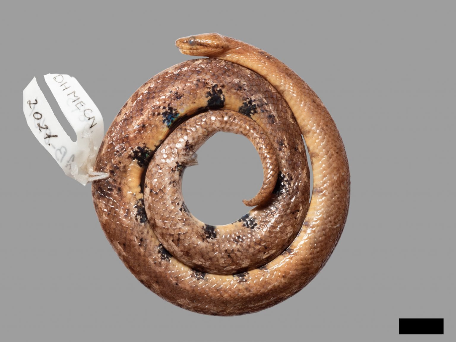 A new species of dwarf boa, Tropidophis cacuangoae sp. nov., from the ...