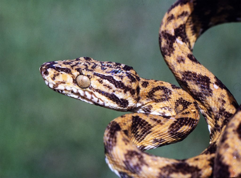 Corallus_hortulanus_Surinam_1_Thorpe | West Indian Boas
