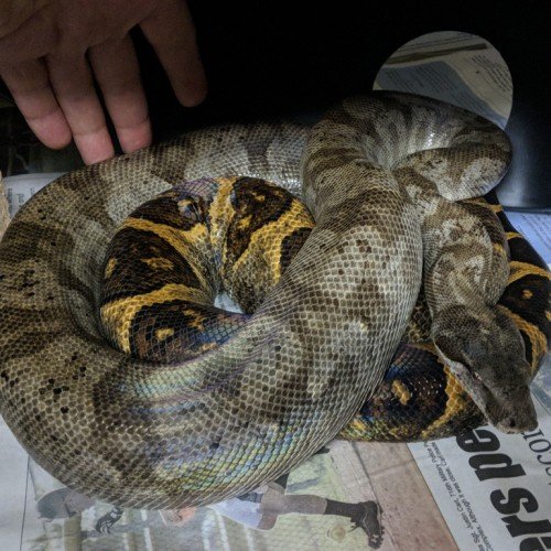 The Natural History, Research and Conservation of West Indian Boas