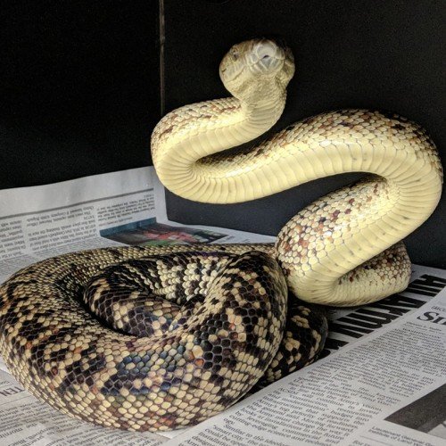 Bahama Boa | West Indian Boas