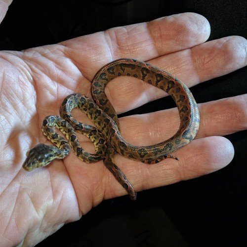 The Natural History, Research and Conservation of West Indian Boas